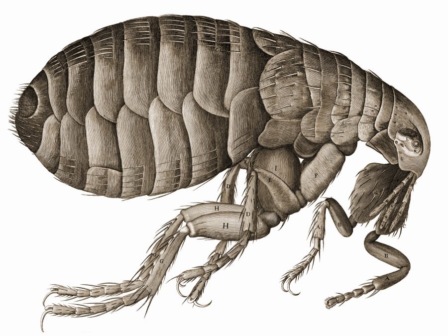 Control | EcoTek Pest Control of Manassas