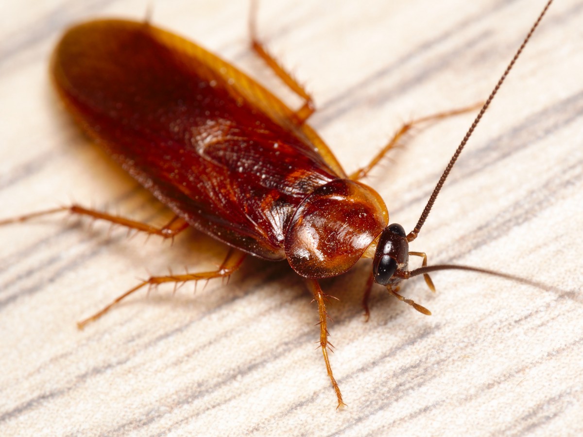 Diseases that Cockroaches Spread - EcoTek Pest Control of NOVA