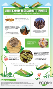 Little Known Facts about Termites - EcoTek Pest Control of NOVA