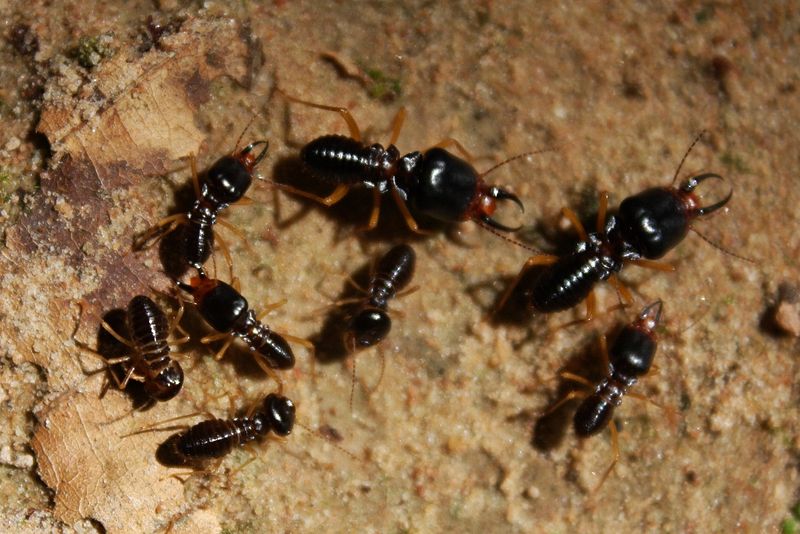 5 Home Maintenance Projects to Protect Yourself from Termites - EcoTek ...